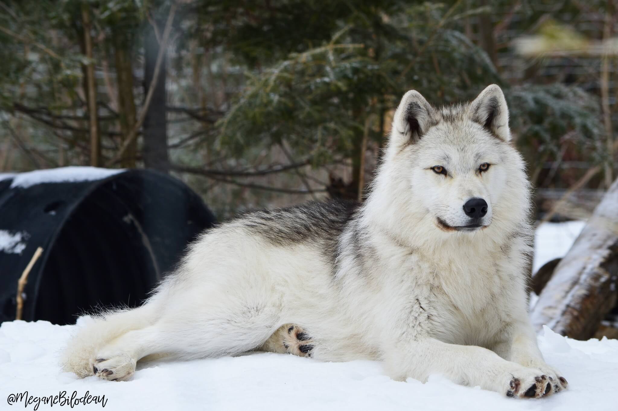Loup, crédit: Megane Bilodeau - Photos Miller Zoo