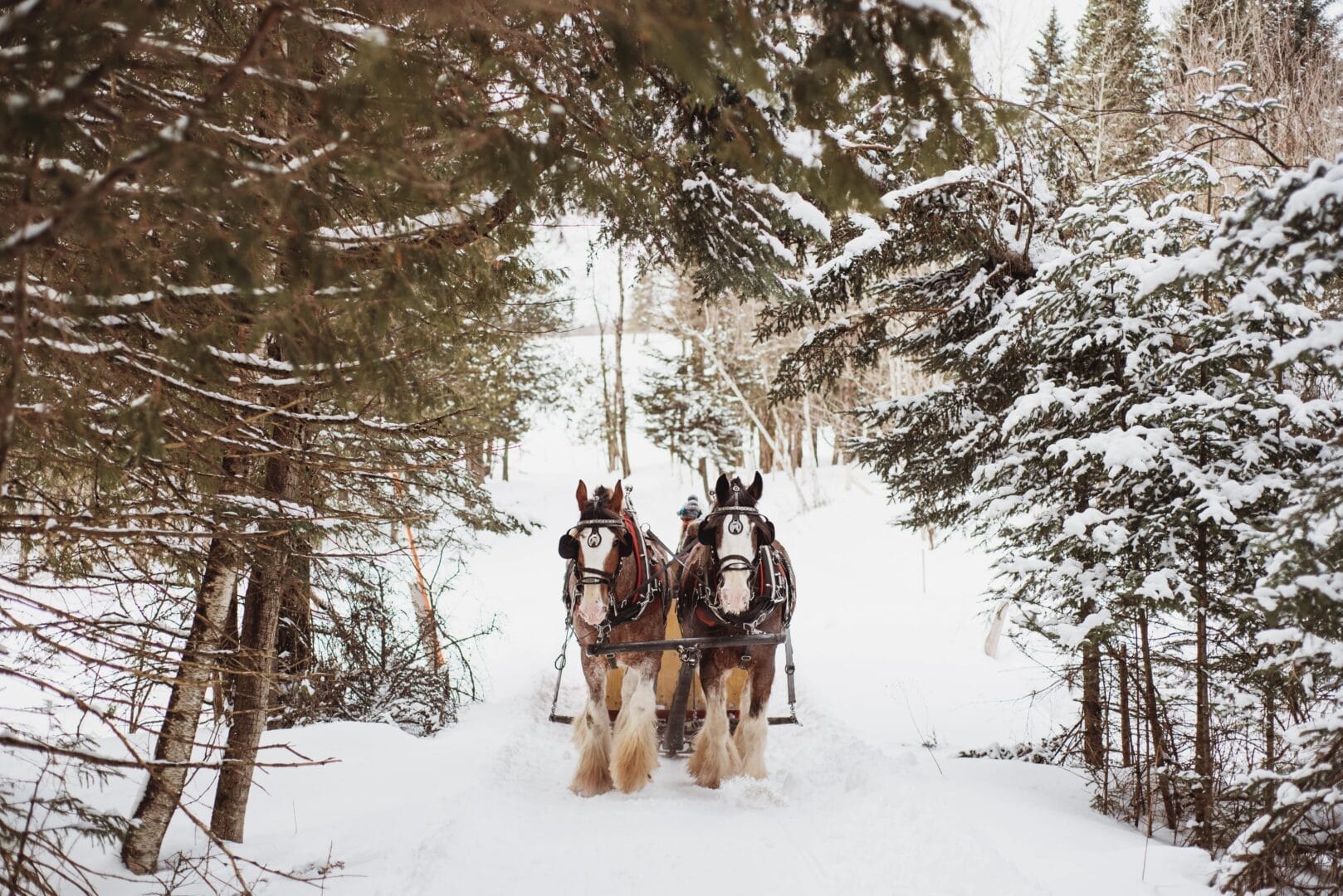 Horse cariole - Notre-Dame-de-Ham - Photos Balade en carriole – Notre ...