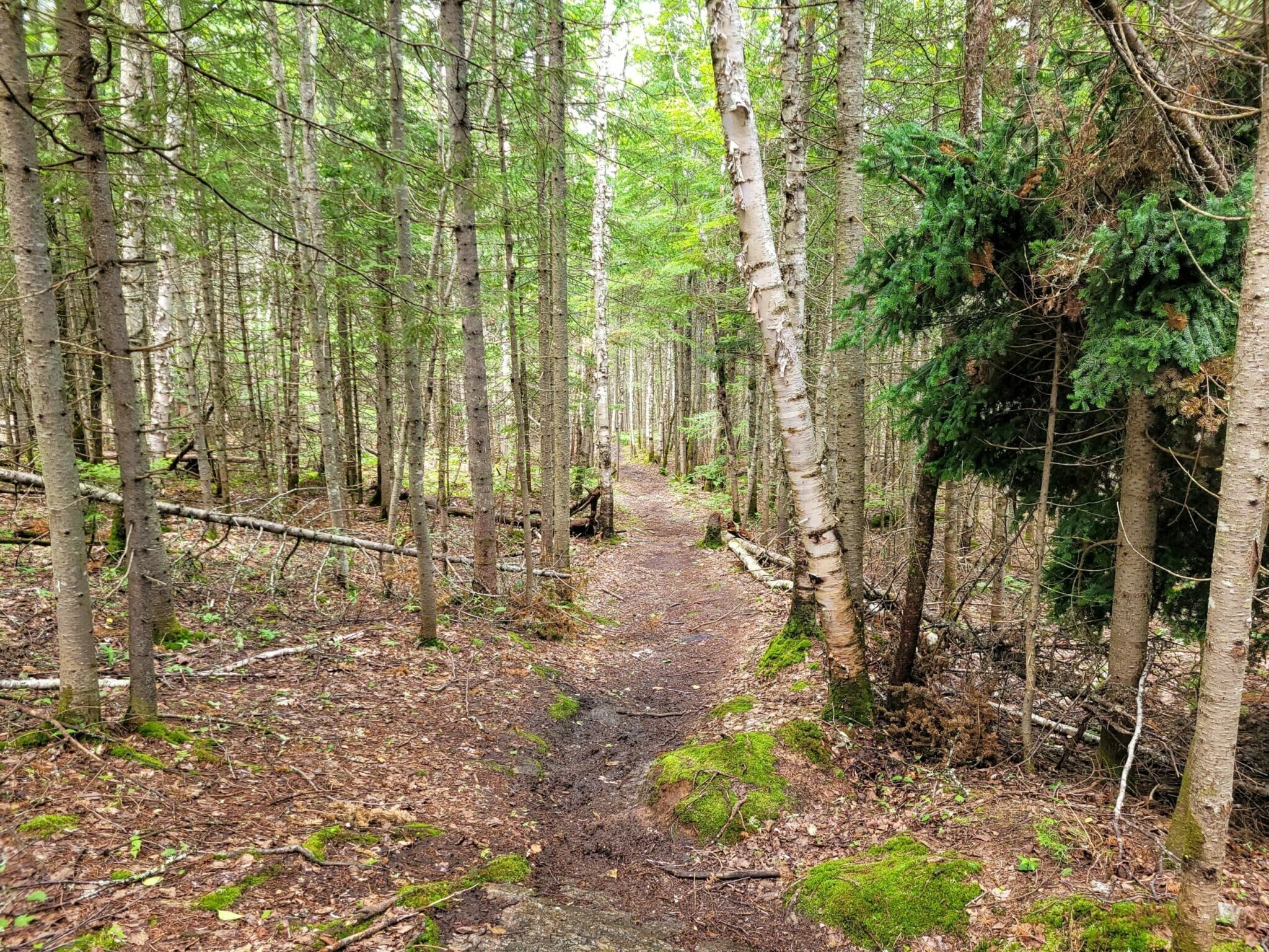 Reid Lake Trail - Photos Sentier du lac Reid